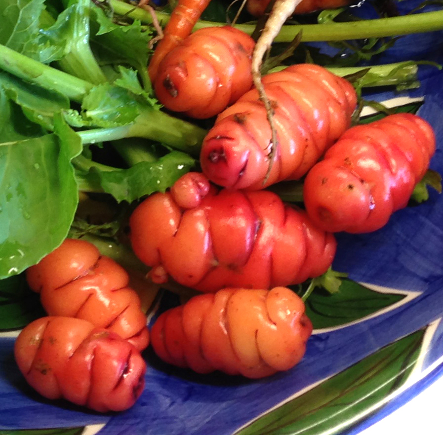 Baked Oca also know as the New Zealand Yam – The Low Fodmap Gourmet